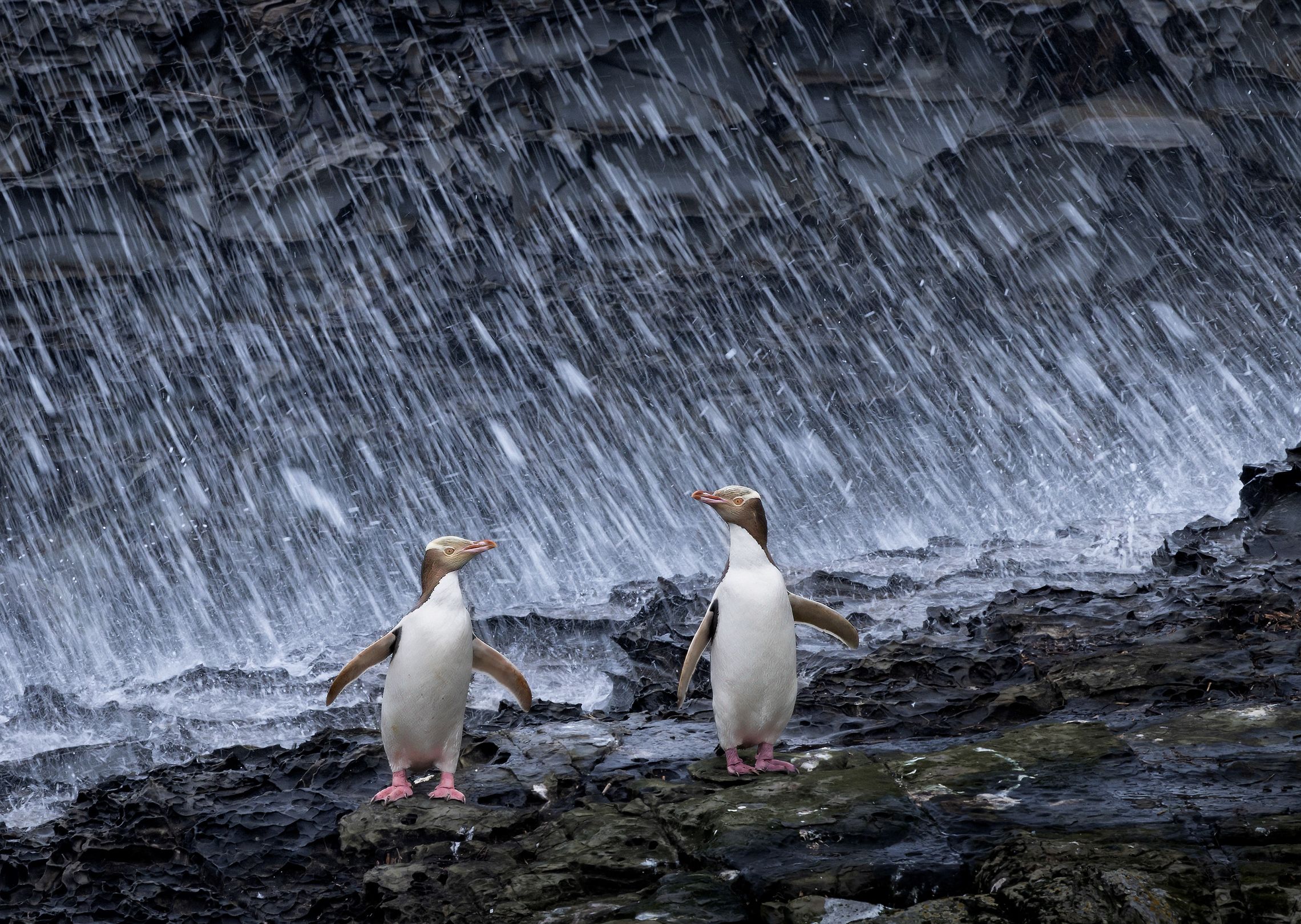 Ockham - Democracy in action: The Ockham People's Choice Award!