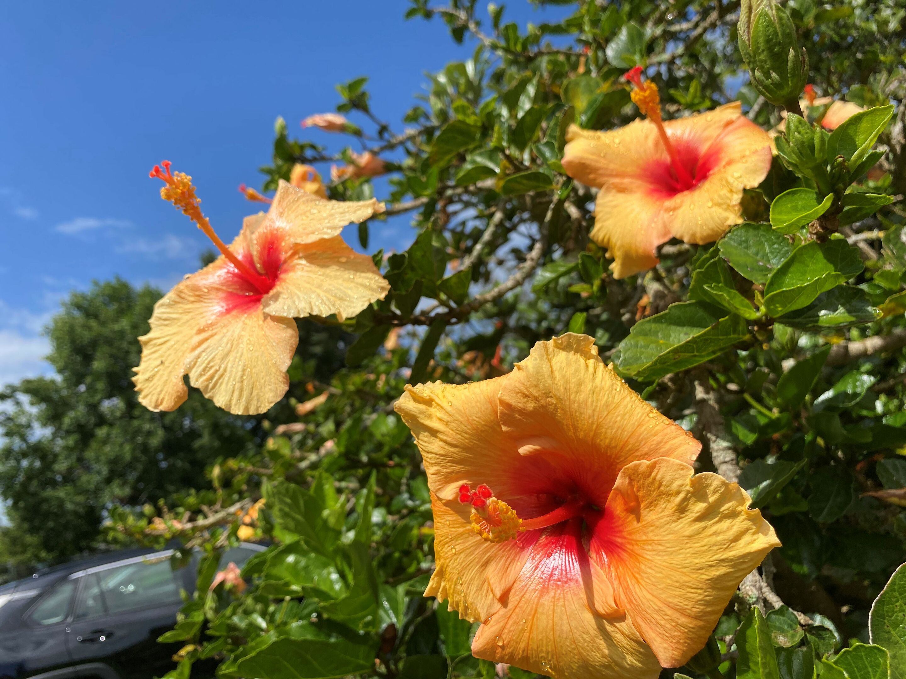 Home Stretch: Seven Wonders of Onehunga